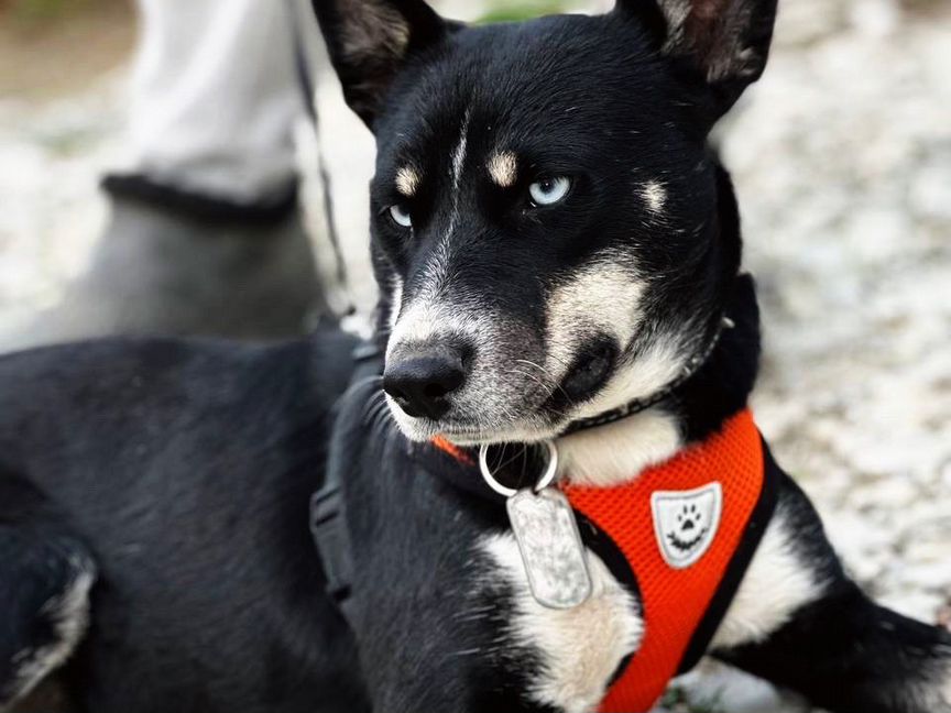 Собака девочка ищет дом