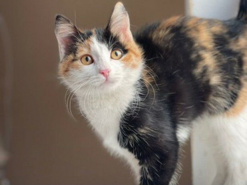 Котенок девочка