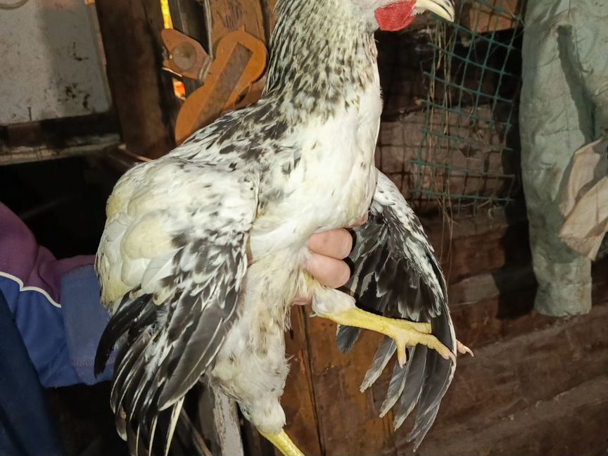 Молодые петушки