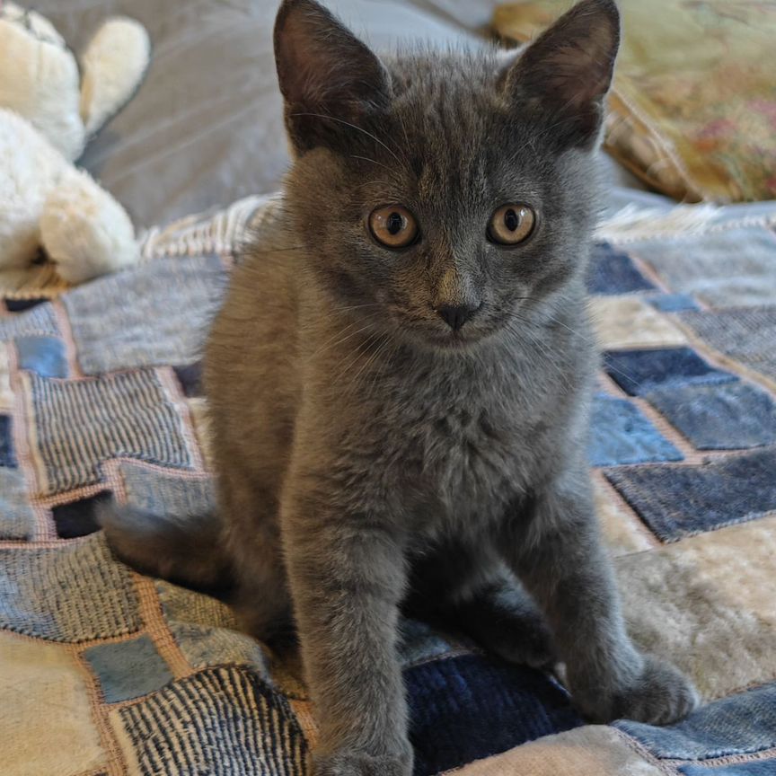 Котенок мальчик в добрые руки