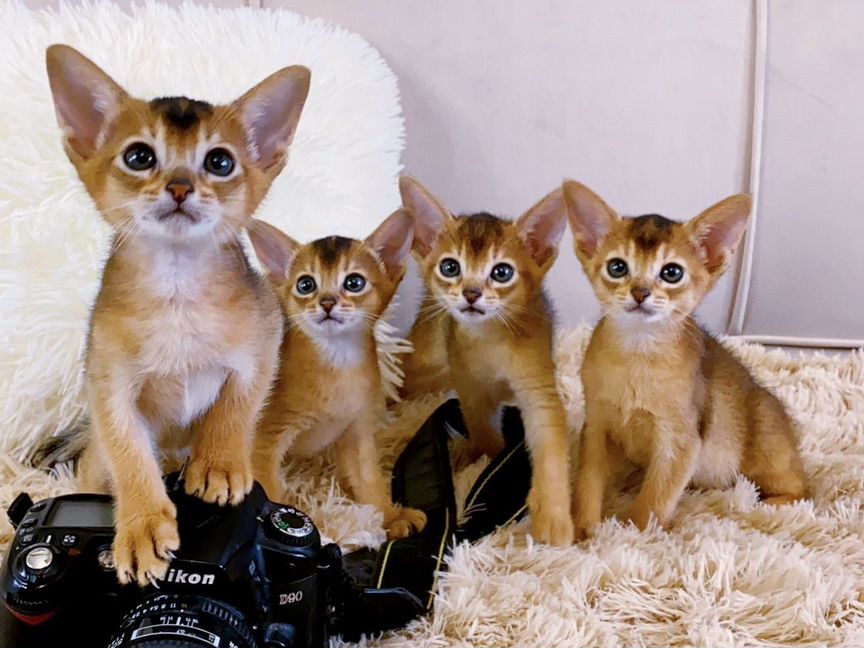 Абиссинцы дикого и голубого окраса