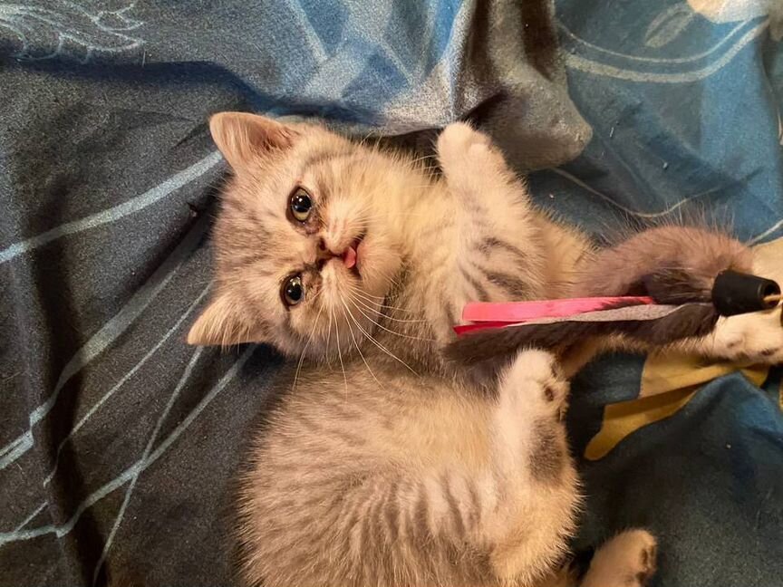 Кошка