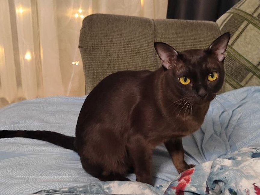 Бурман европейский