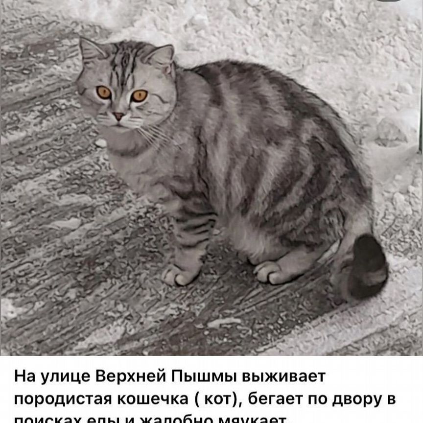 Кошка шотландкая