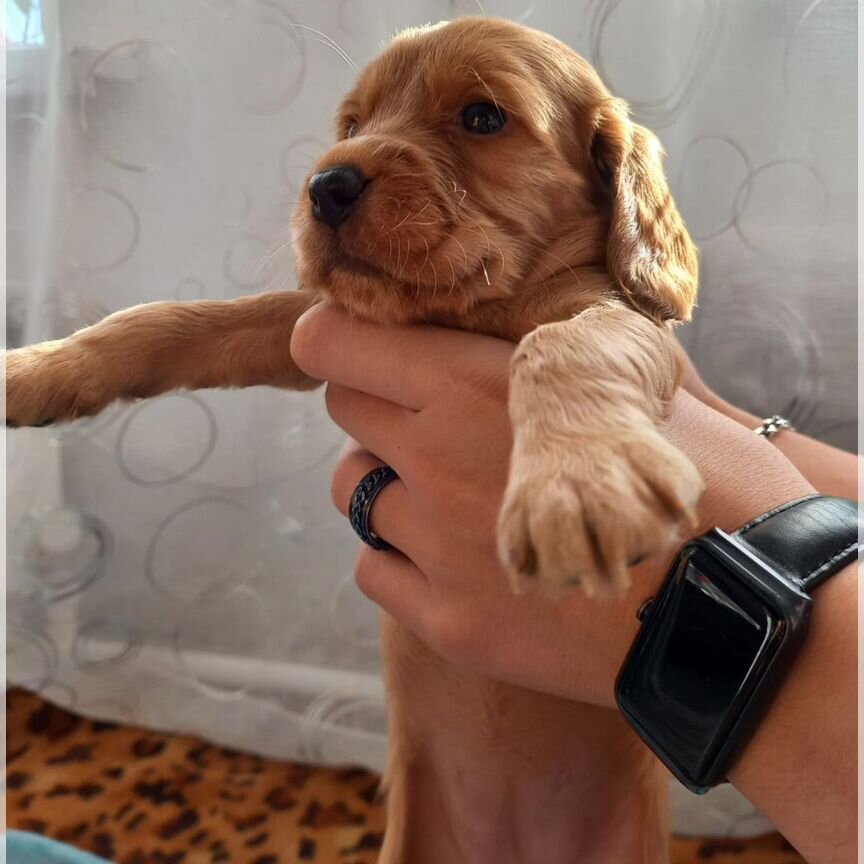 Продаются щенята