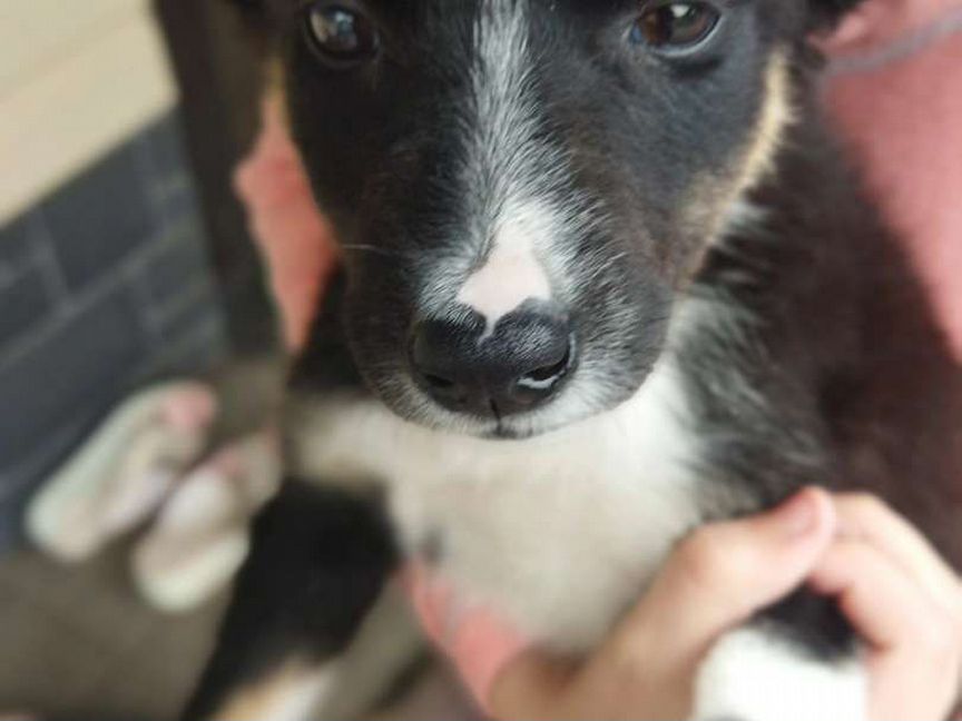 Щенок в добрые руки девочка