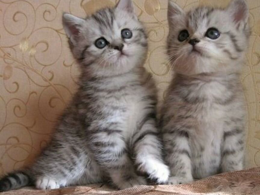 Пятно на серебре котята