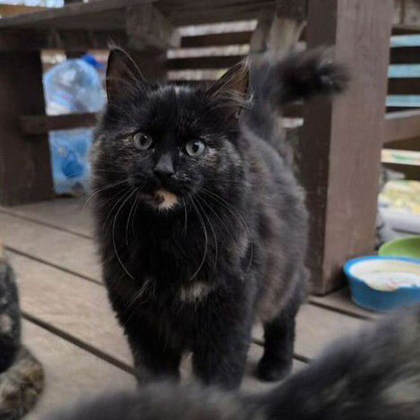 Котенок