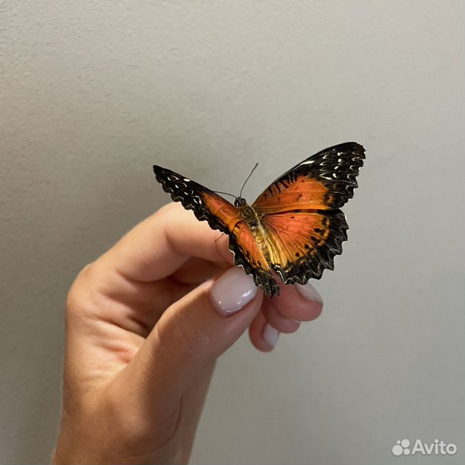 Ферма тропических бабочек