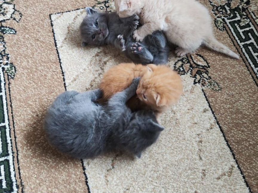 Котята в добрые руки бесплатно