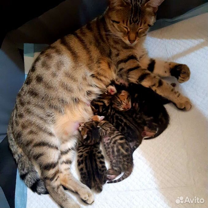 Бенгальские котятки