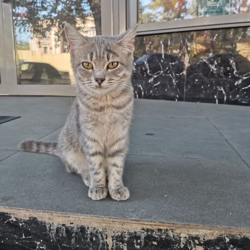 Котята в добрые руки бесплатно девочка