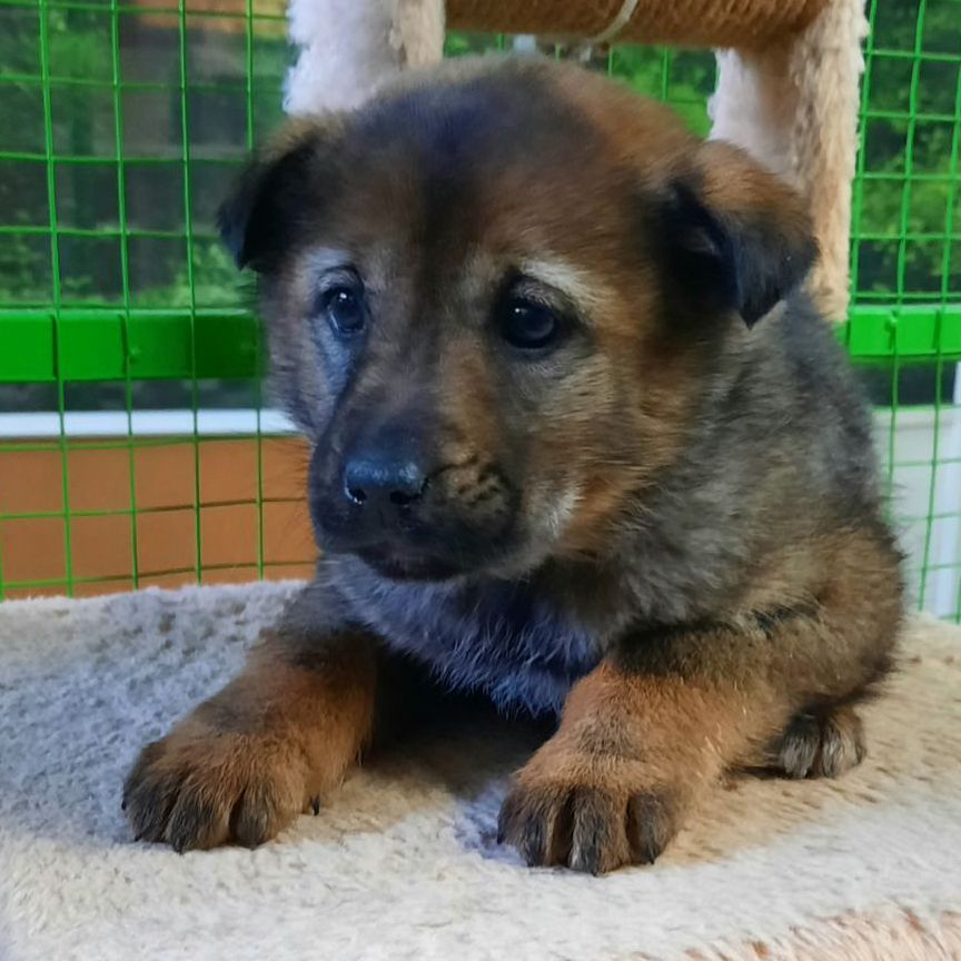 Щенок в добрые руки