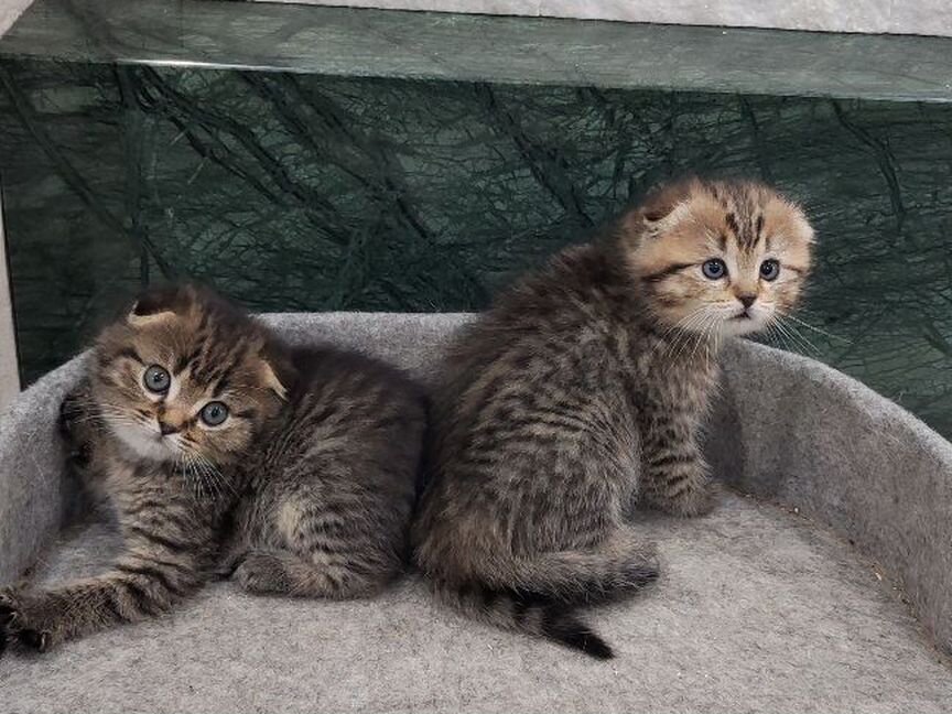 Шотландские котята