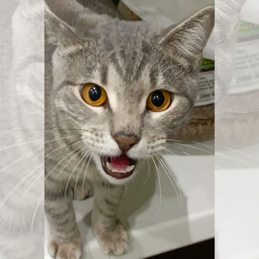 Взрослый кот в добрые руки