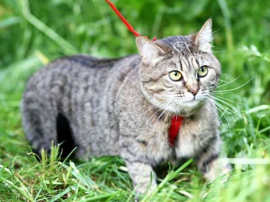 Мия в поисках хозяев