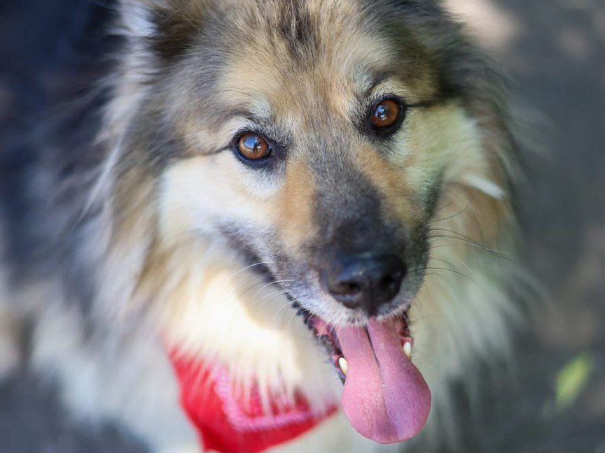 Красавчик Бароша ищет дом