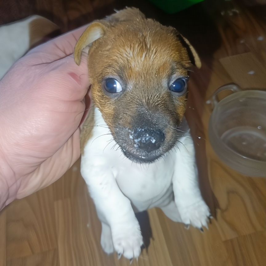 Джек-рассел-терьер, щенок