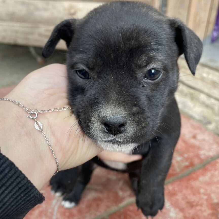 Французский бульдог щенки