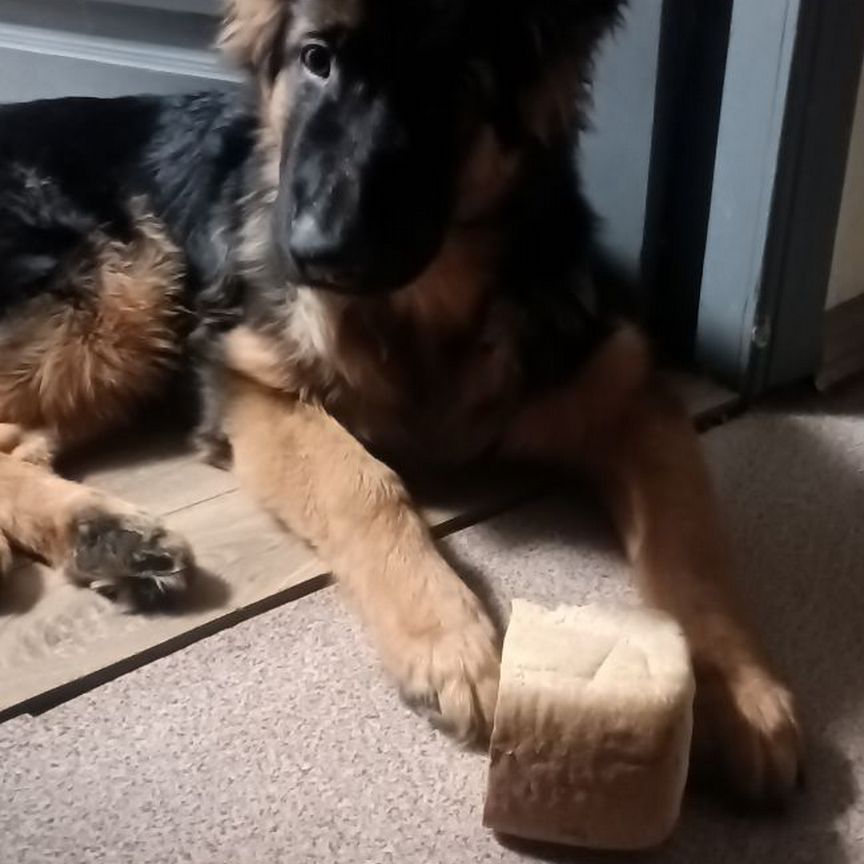 Немецкая овчарка, щенок