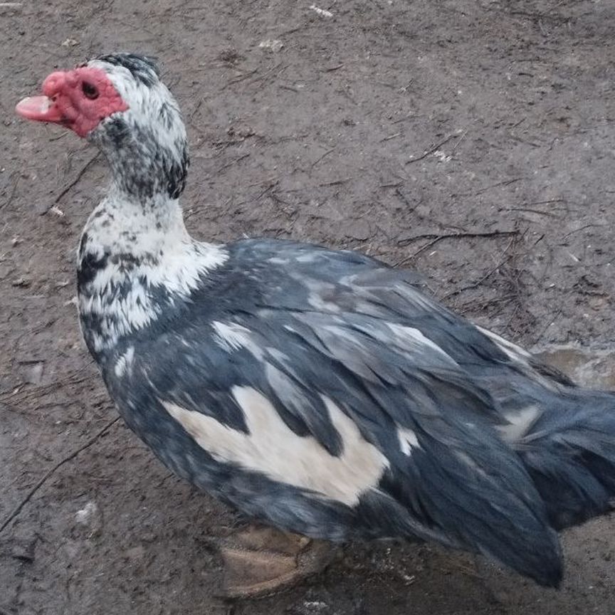 Мускусные утки