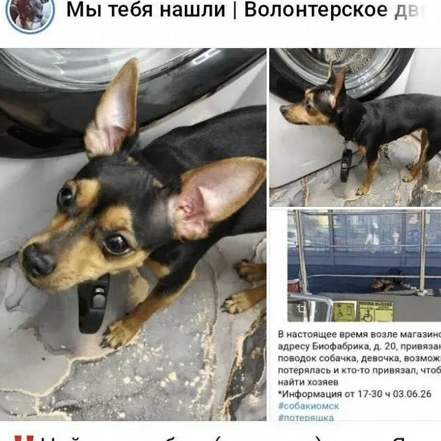 Русский той-терьер, взрослая собака