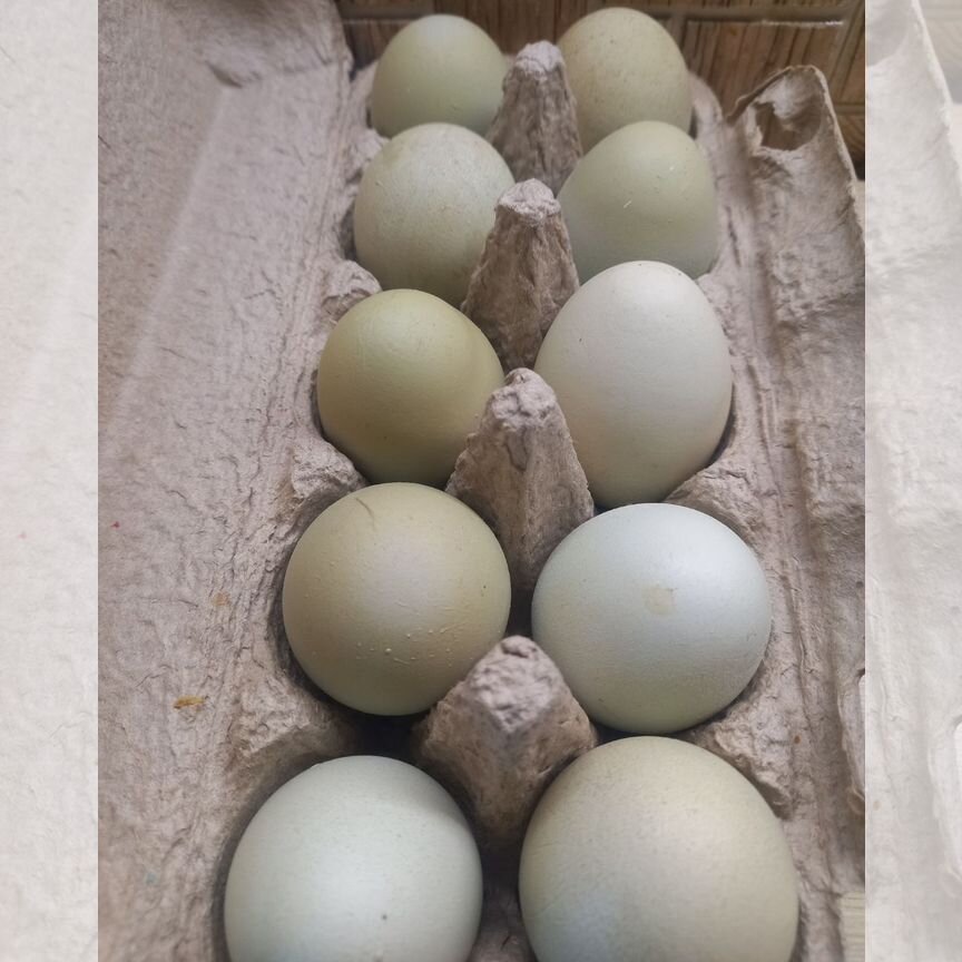 Инкубационное яйцо лакеданзи