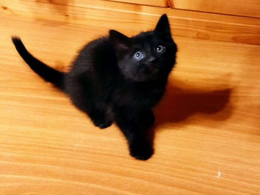 Котенок мальчик в дар