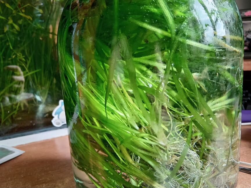 Водоросли для аквариума. Валеснерия