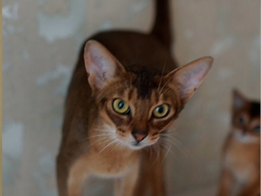 Абиссинская кошка