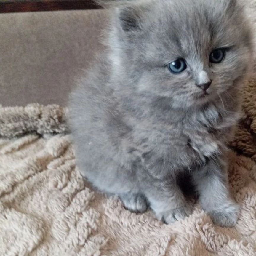 Котёнок от частного владельца
