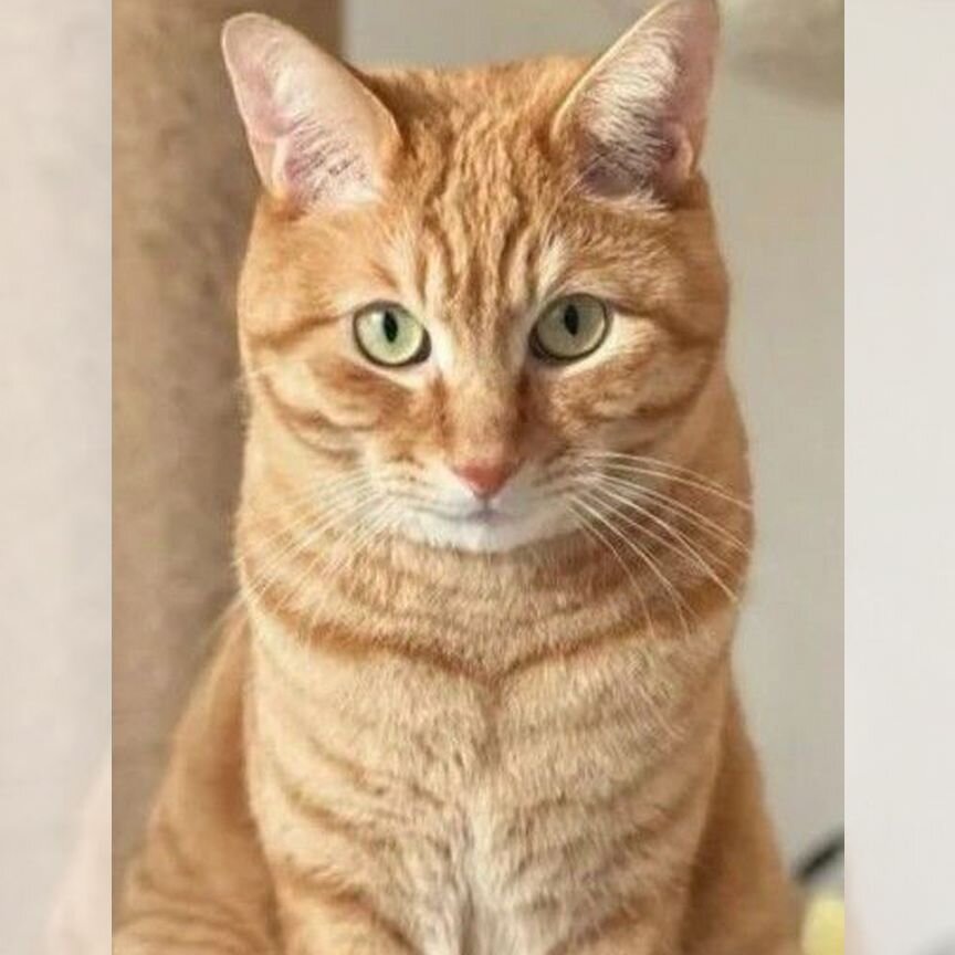 Американский бобтейл короткошёрстный, взрослый кот