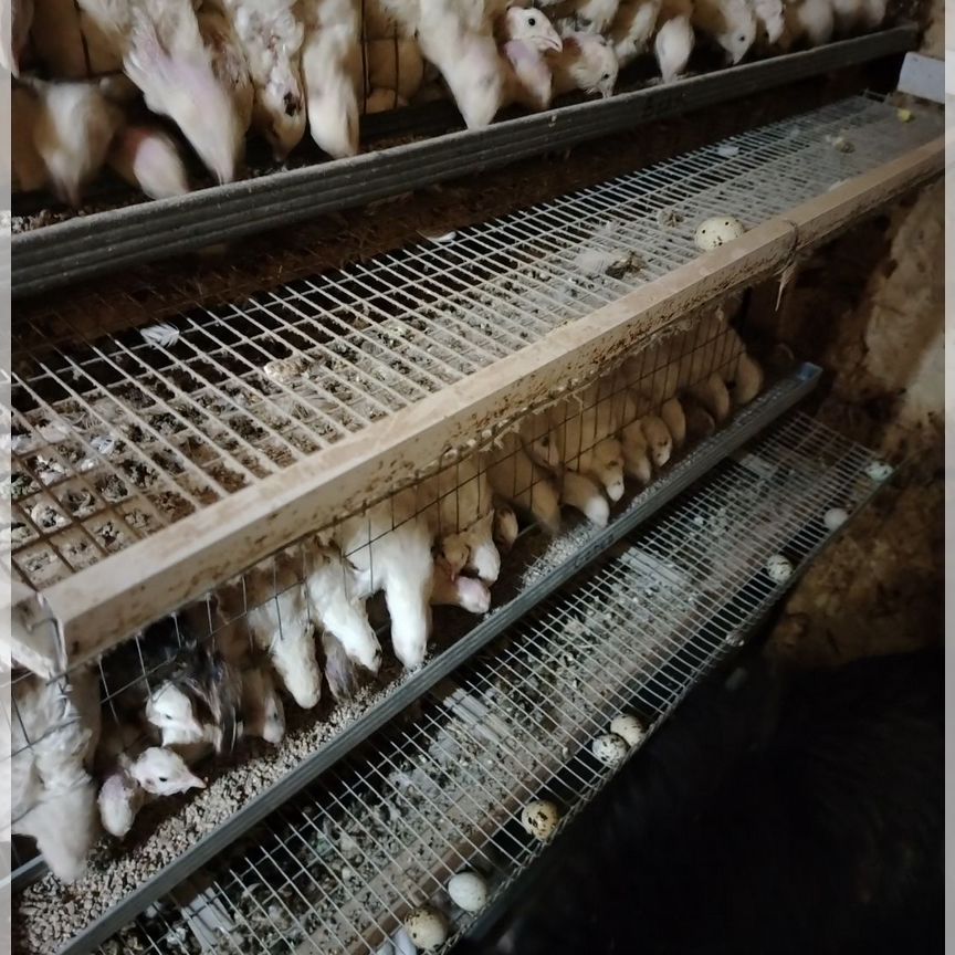 Перепела несушки, клетка для перепелов