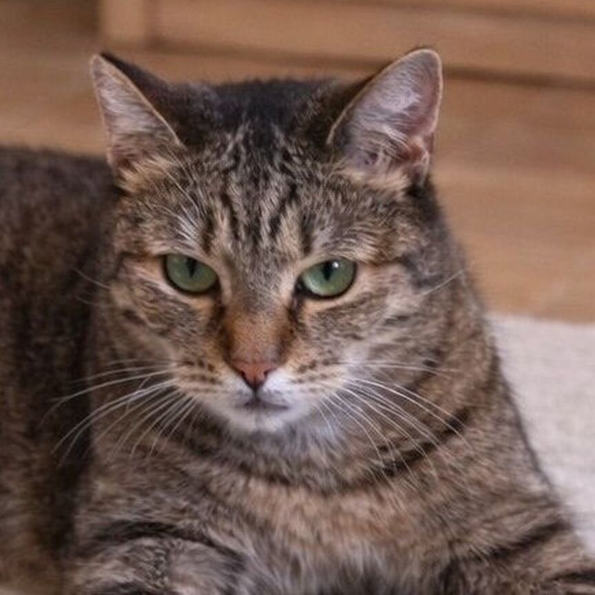 Европейская короткошёрстная, взрослая кошка