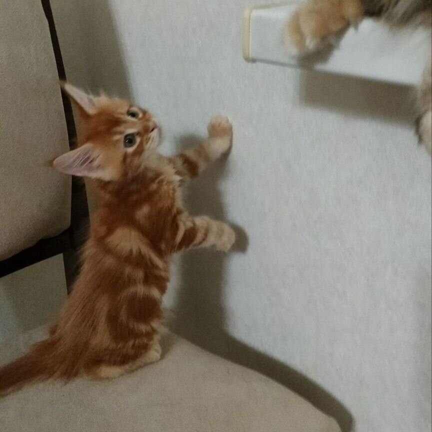 Котенок мэйн-кун рыжий на счастье в доме