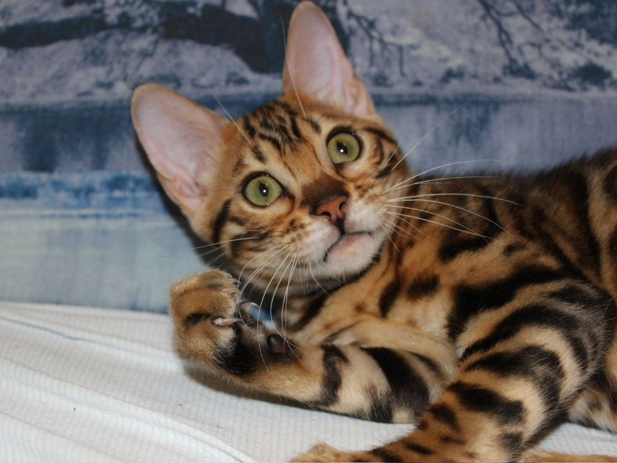 Бенгальская кошка