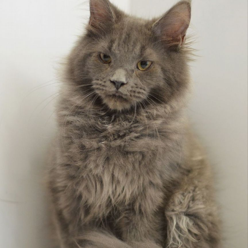 Котёнок Мейн-Кун