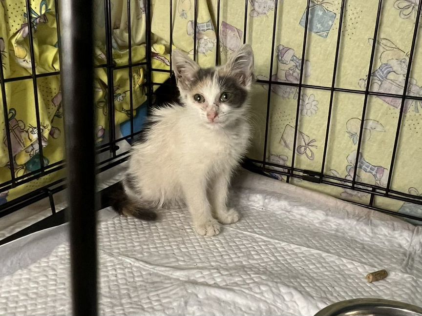 Котенок девочка трехцветная