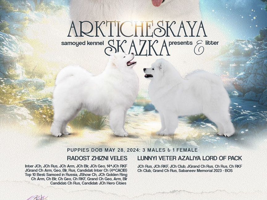 Щенки самоеда