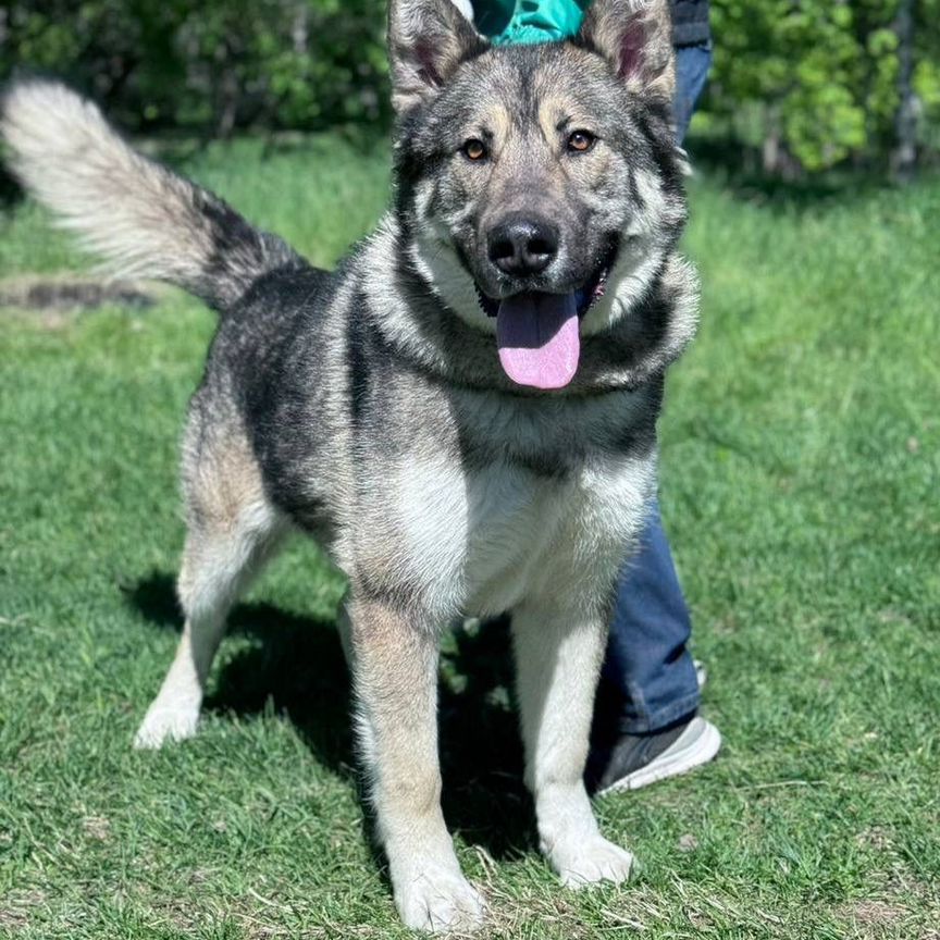 Собака в добрые руки