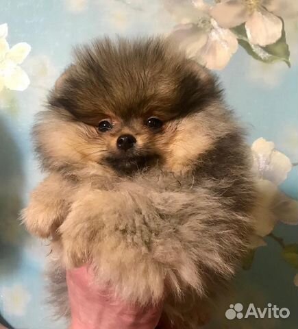 Померанский шпиц