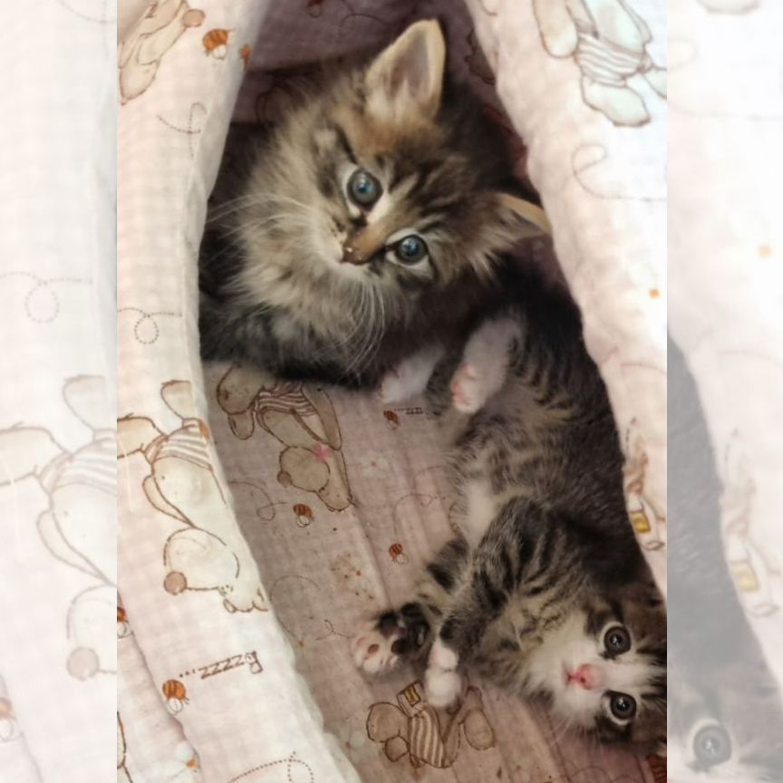 Котята в добрые руки бесплатно маленькие