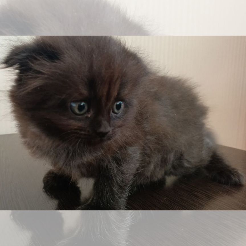 Шотландские вислоухие котята