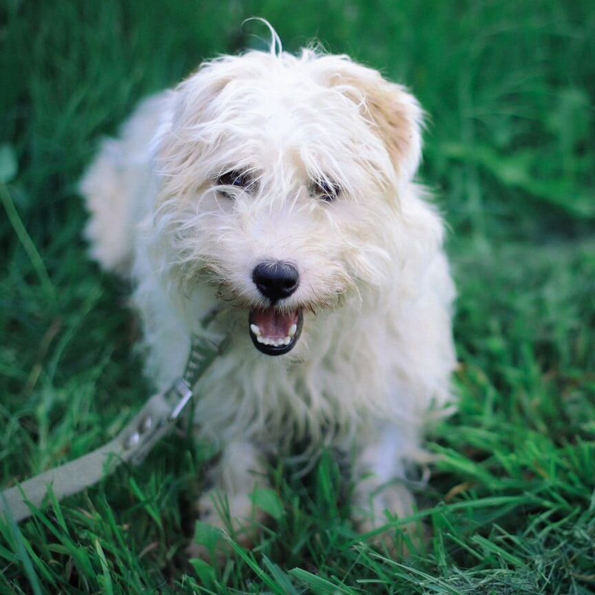 Маленькая болонистая собачка Биба в добрые руки