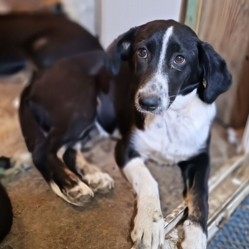 Взрослая собака в добрые руки