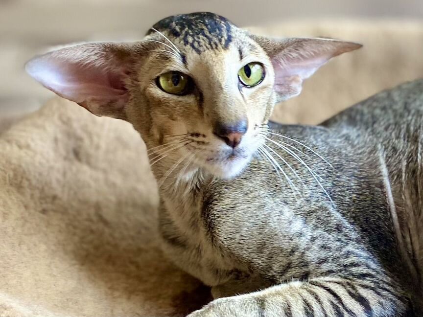 Экстемальный кот