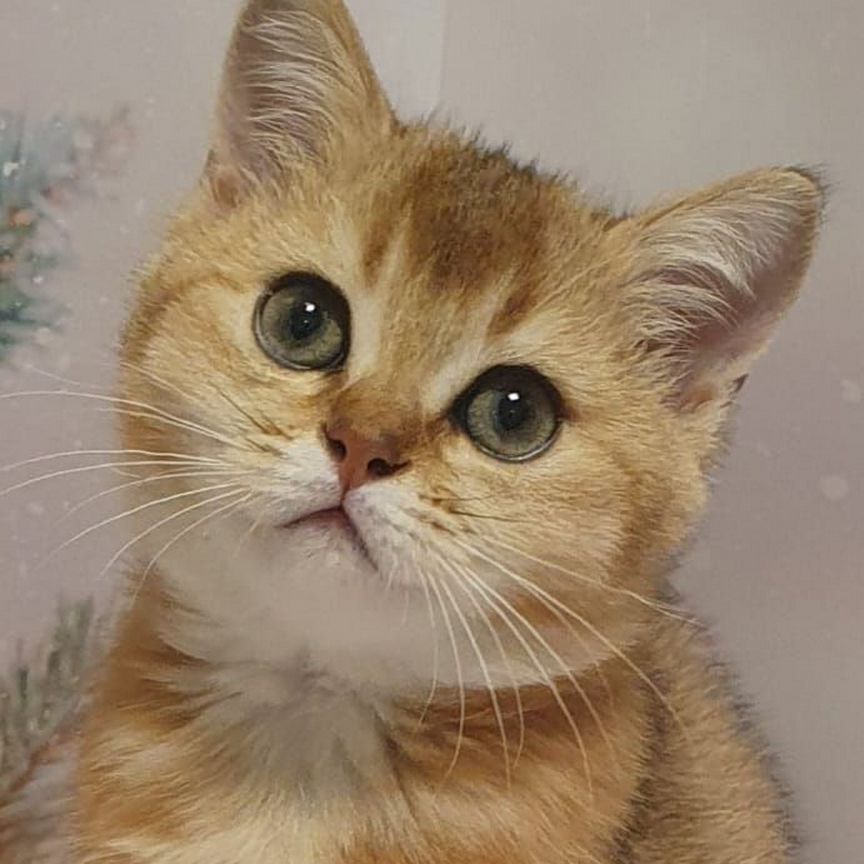 Котенок породы Шотландская прямоухая