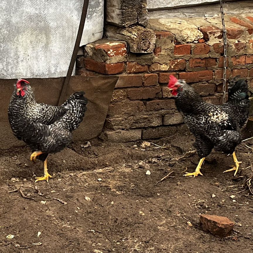 Молодые петухи