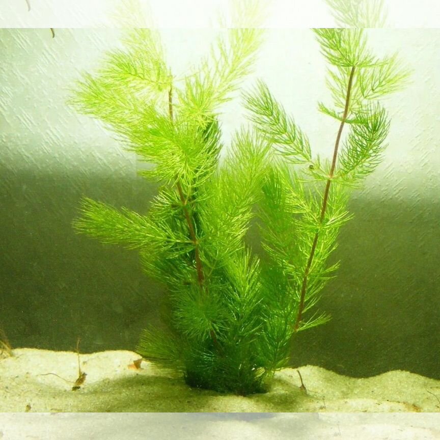 Роголистник в аквариум
