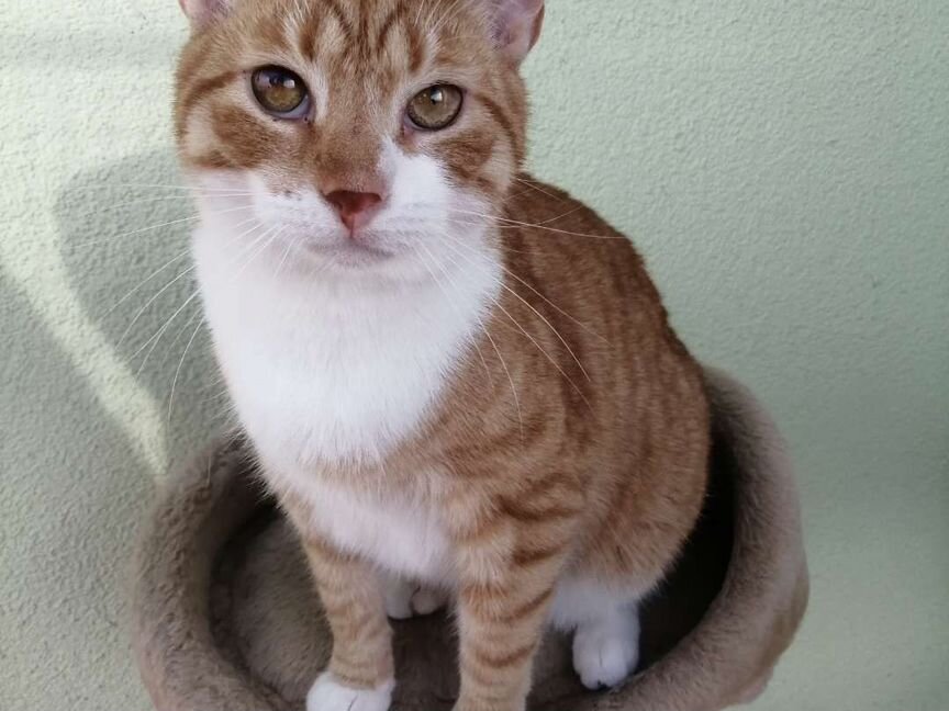 Классный рыжий кот ищет дом